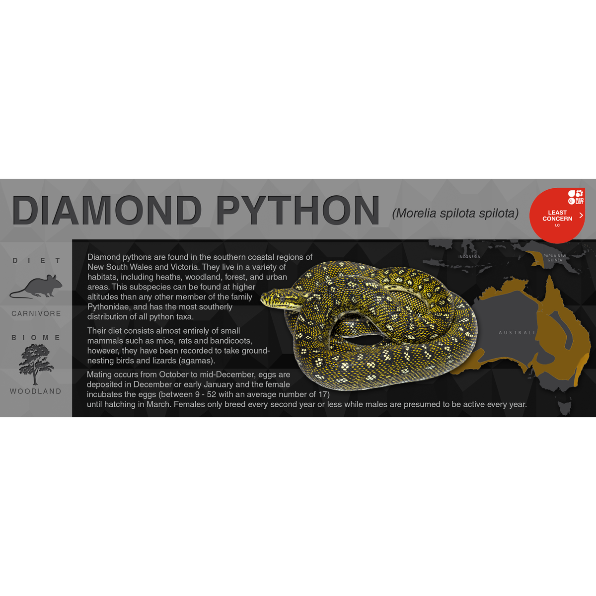 Carpet Python (Morelia spilota) - Black Series Vivarium Label – Cloud Forest Design