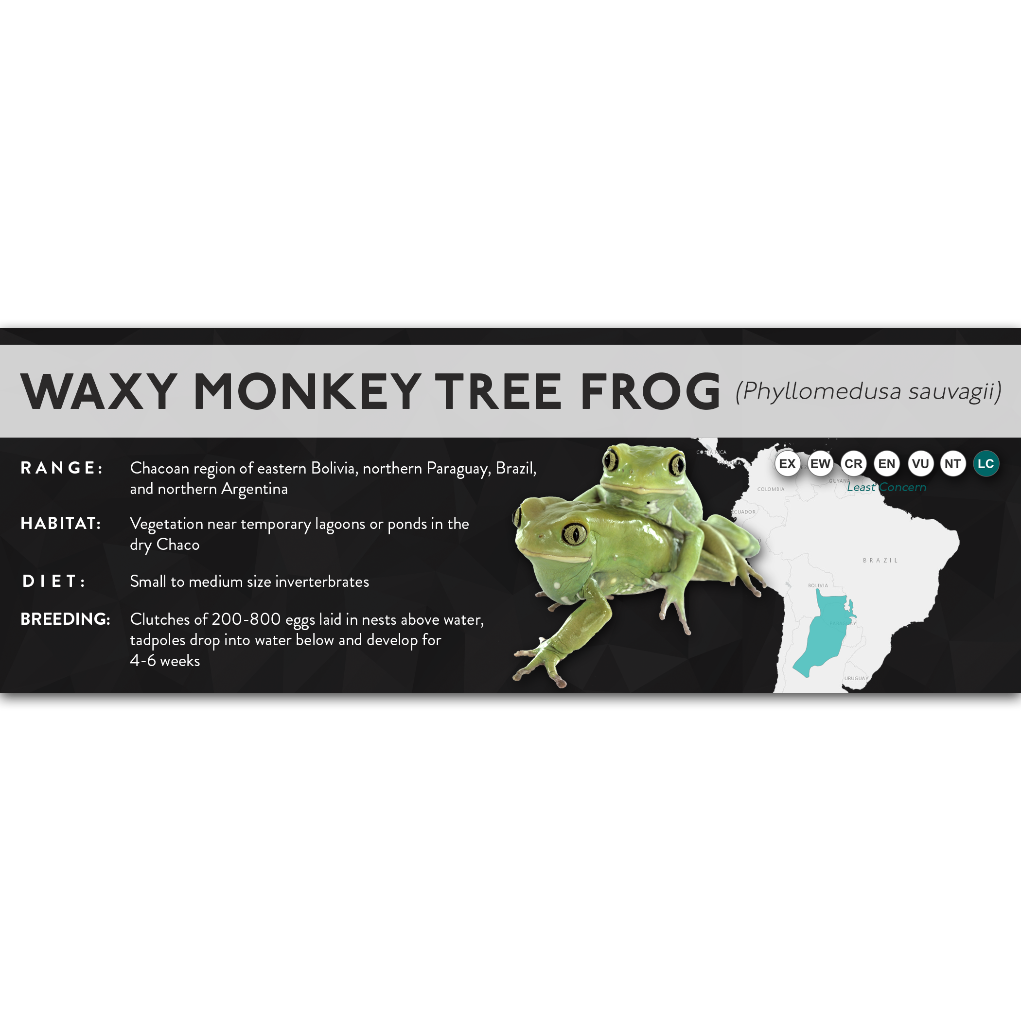 Waxy Monkey Tree Frog (Phyllomedusa sauvagii) - X Label – Cloud Forest ...