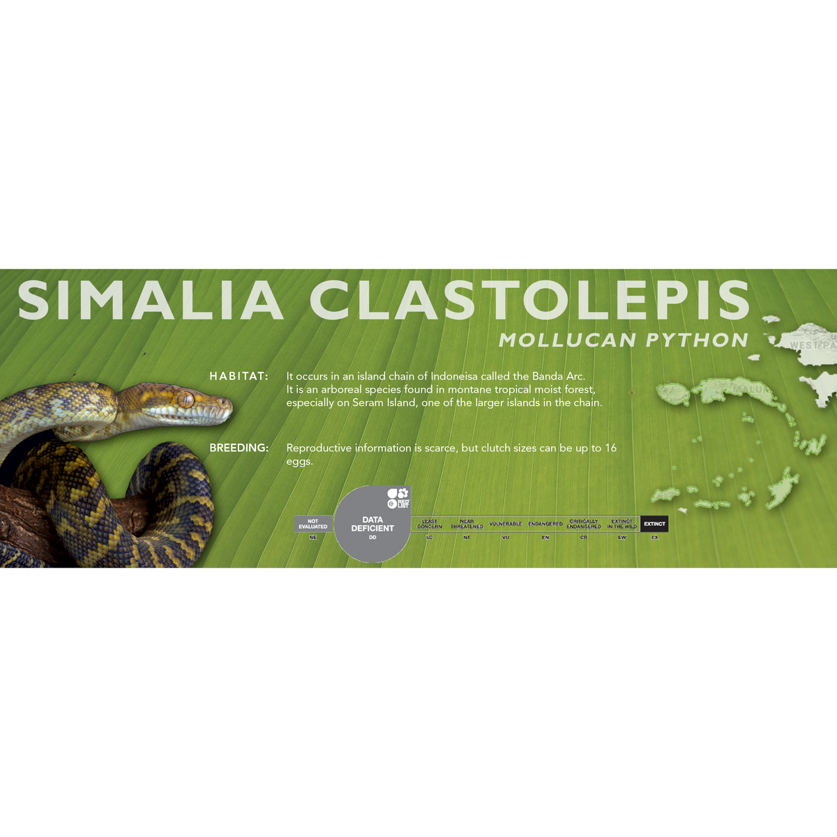 Mollucan Python (Simalia clastolepis) Standard Vivarium Label – Cloud Forest Design