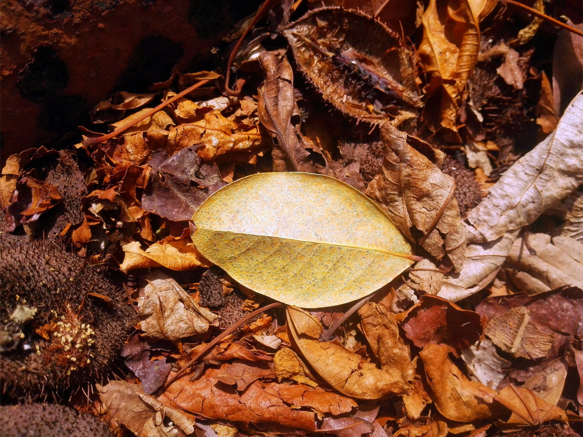 Isopods – Cloud Forest Design