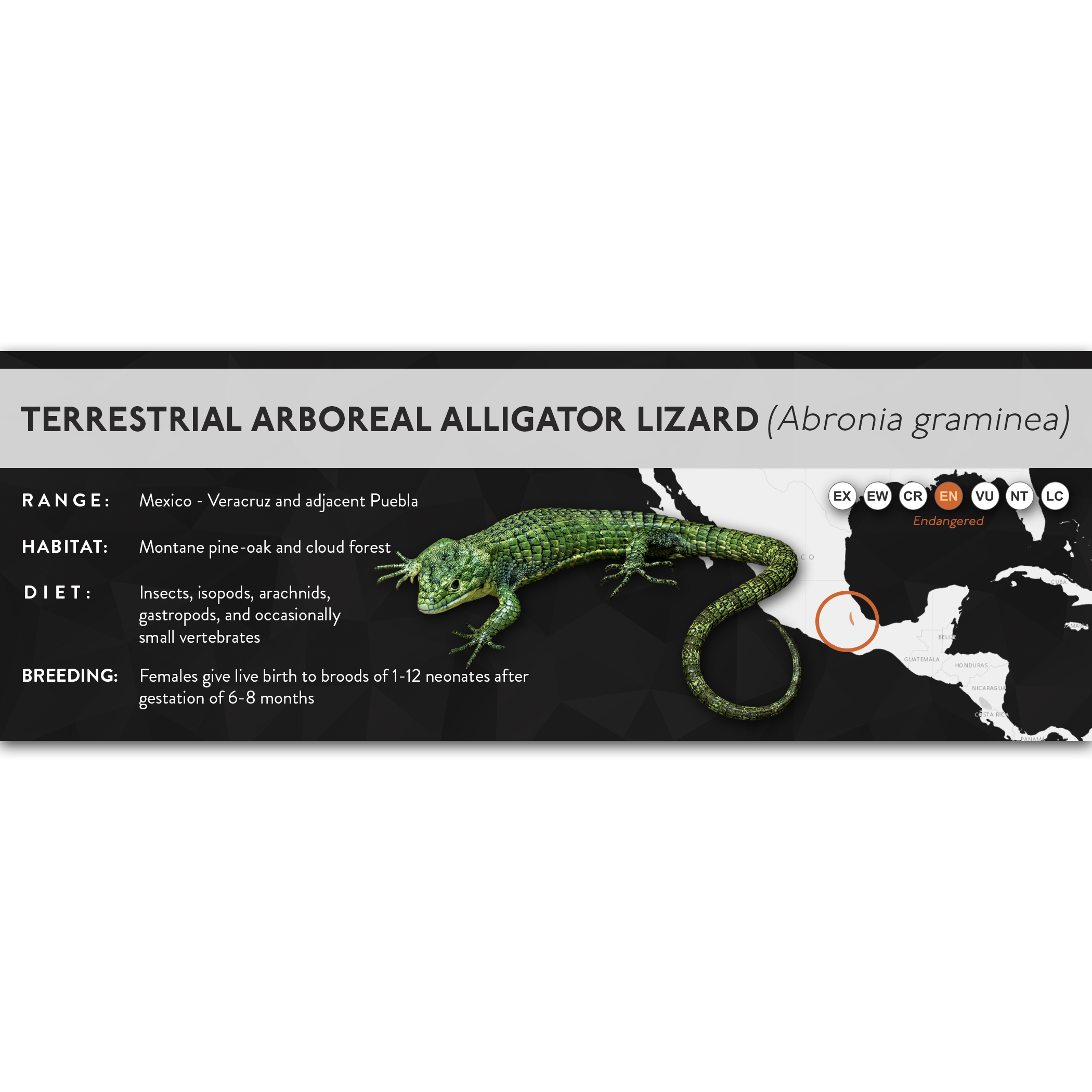 Terrestrial Arboreal Alligator Lizard (Abronia graminea) - X Label ...