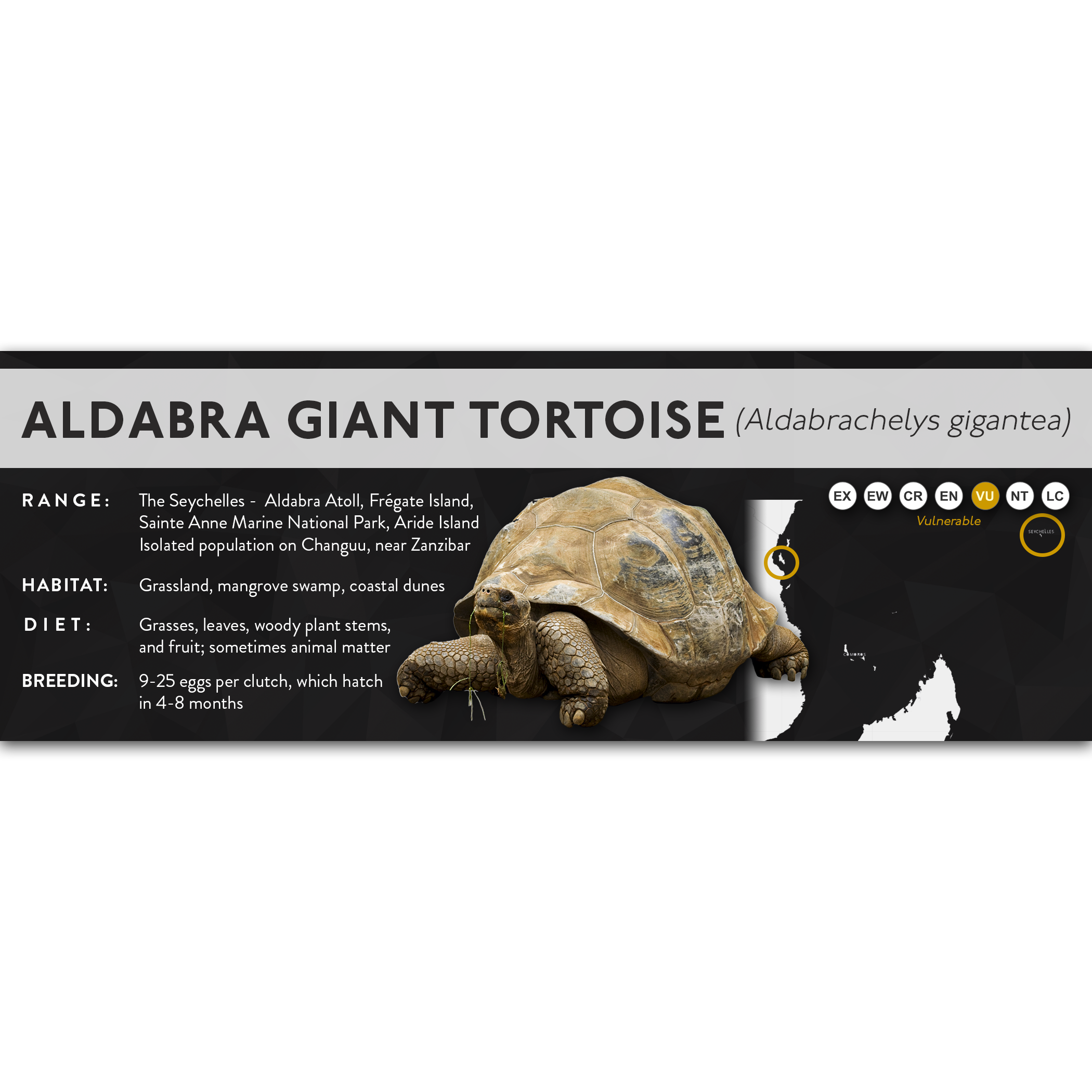 Aldabra Giant Tortoise (Aldabrachelys gigantea) - X Label – Cloud ...