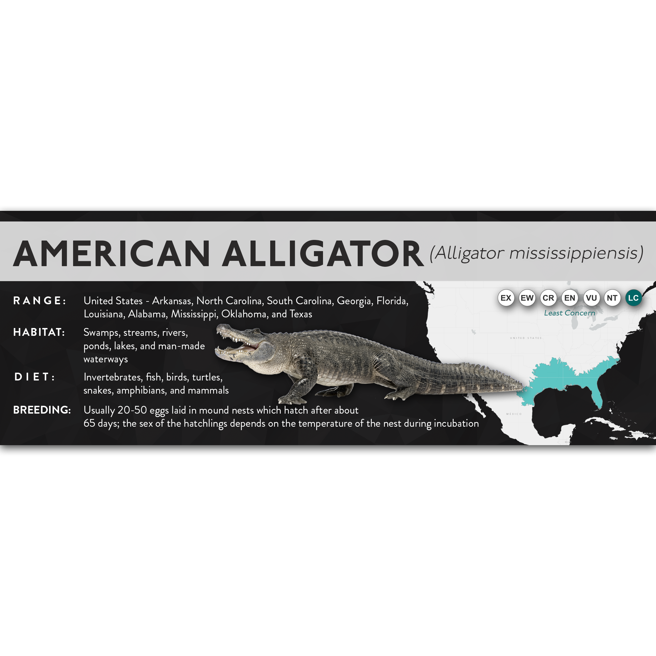 American Alligator (Alligator mississippiensis) - X Label – Cloud ...