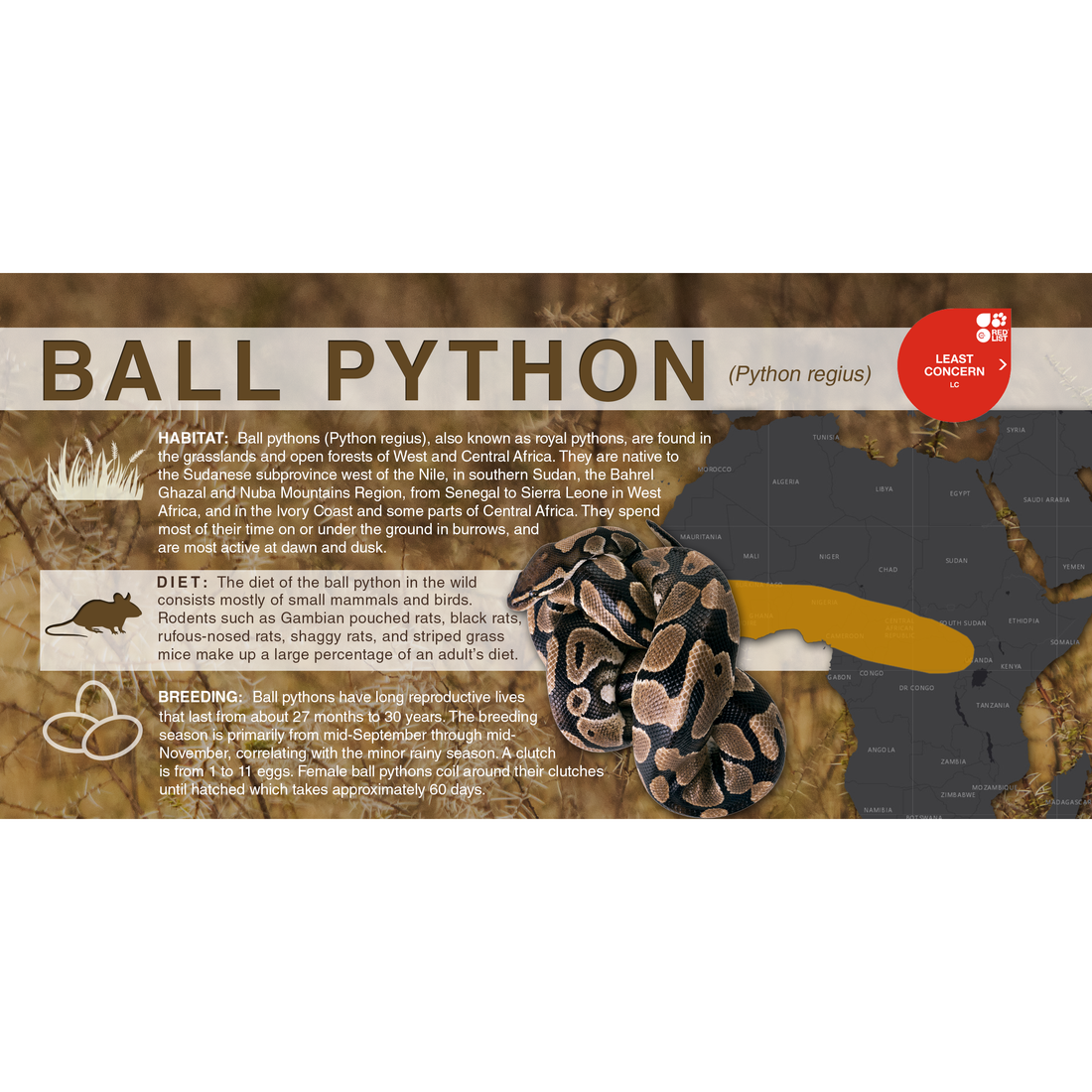 Ball Python (Python regius) - Aluminum Sign – Cloud Forest Design