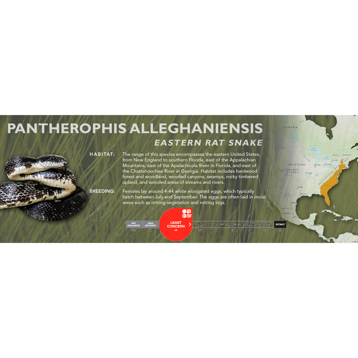 Eastern Rat Snake (Pantherophis alleghaniensis) Standard Vivarium Labe ...