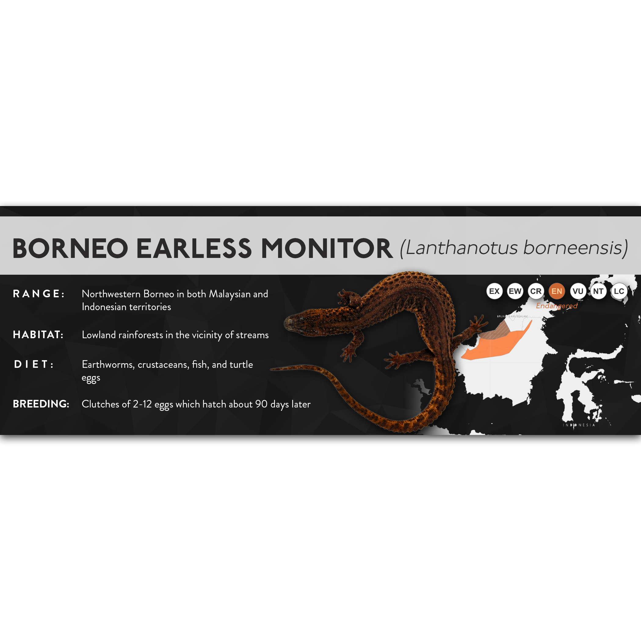 Borneo Earless Monitor (Lanthanotus borneensis) - X Label – Cloud ...