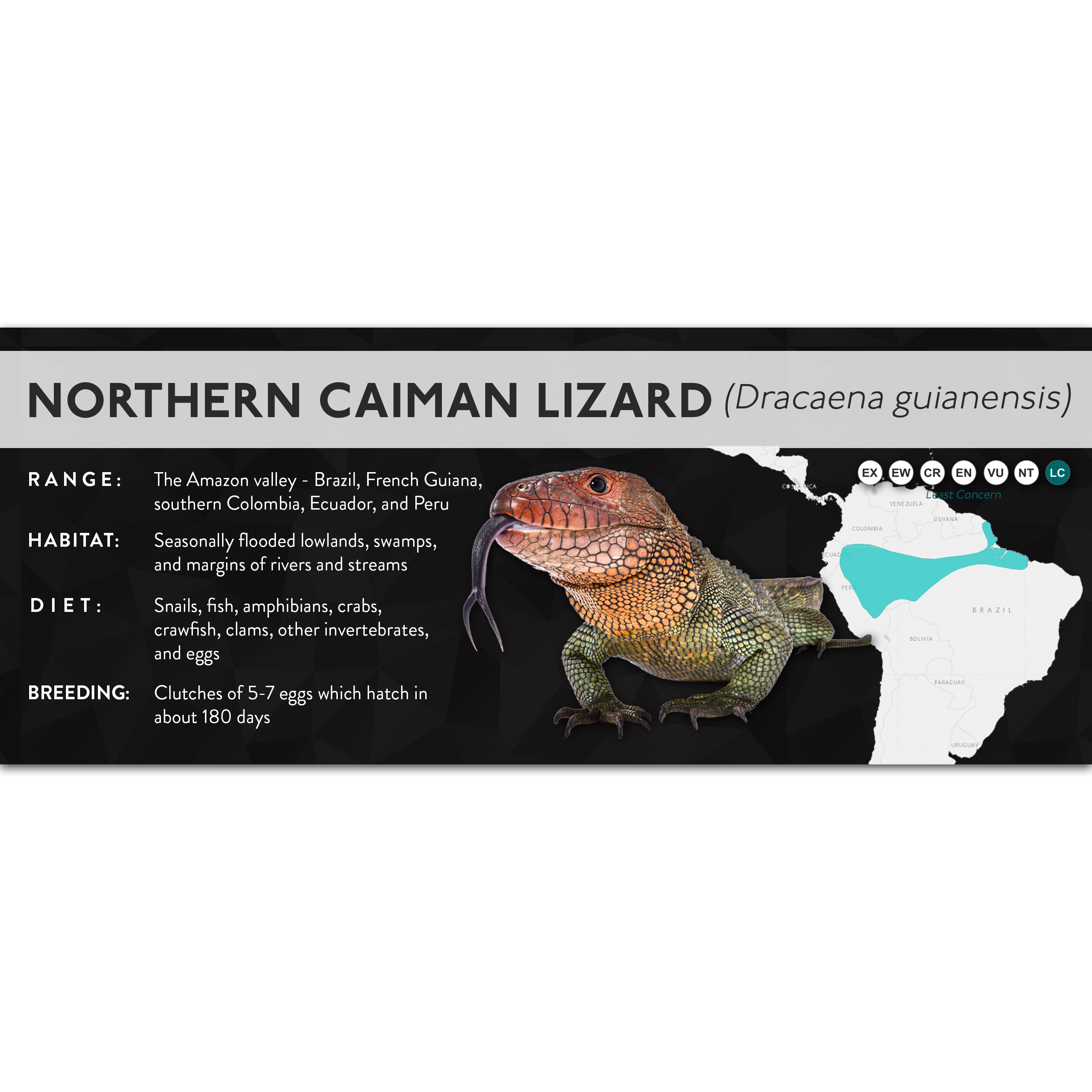 X Labels - Other Lizards – Cloud Forest Design