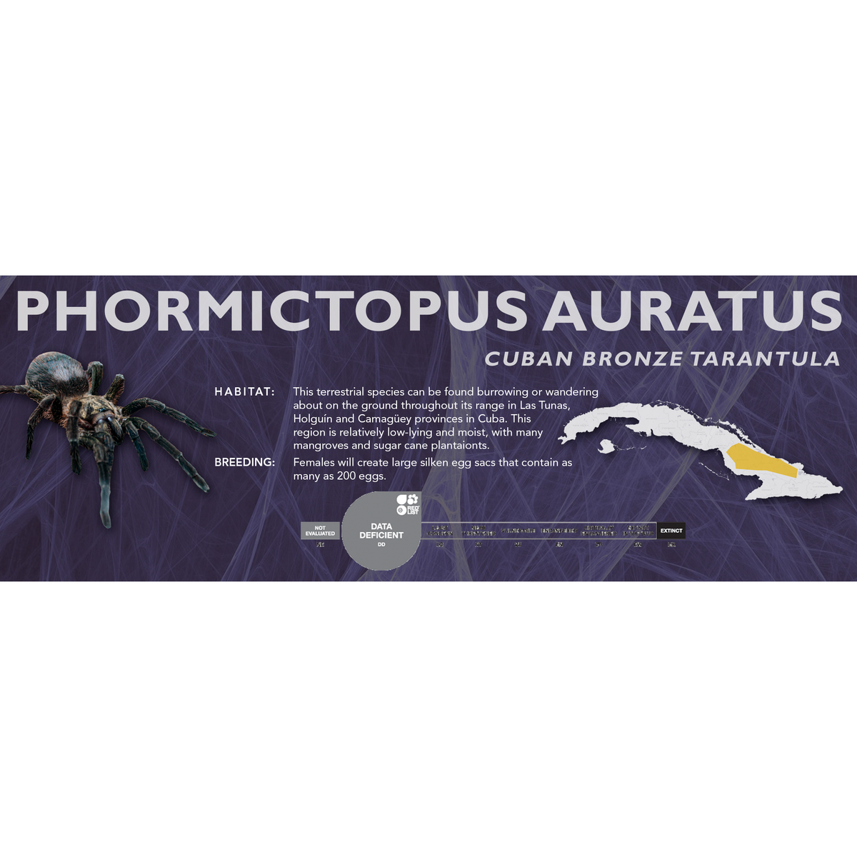 Cuban Bronze Tarantula (Phormictopus auratus) - Standard Vivarium Labe ...