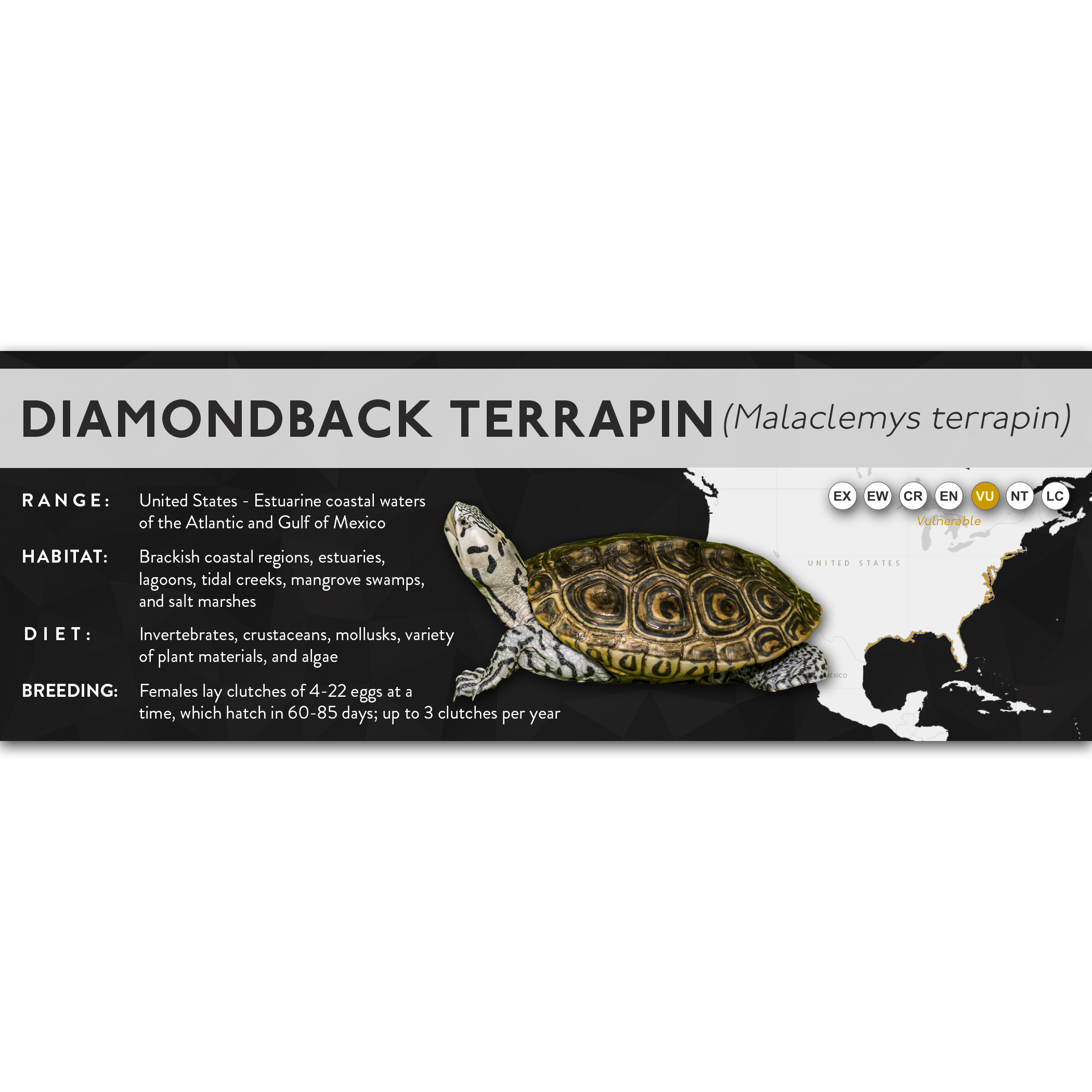 Diamondback Terrapin (Malaclemys terrapin) - X Label – Cloud Forest Design