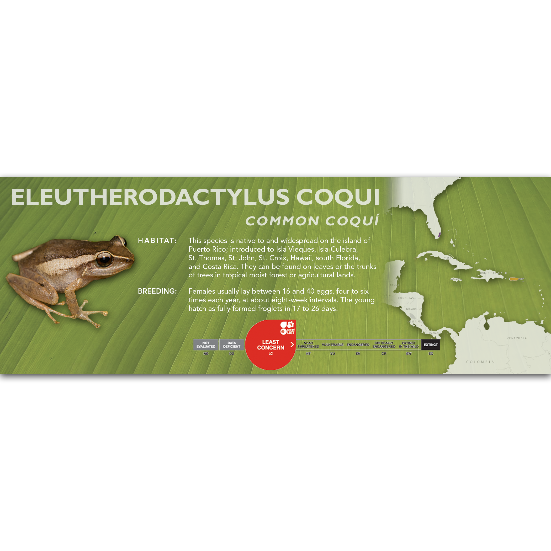 Common Coquí (Eleutherodactylus coqui) - Classic Vivarium Label – Cloud ...
