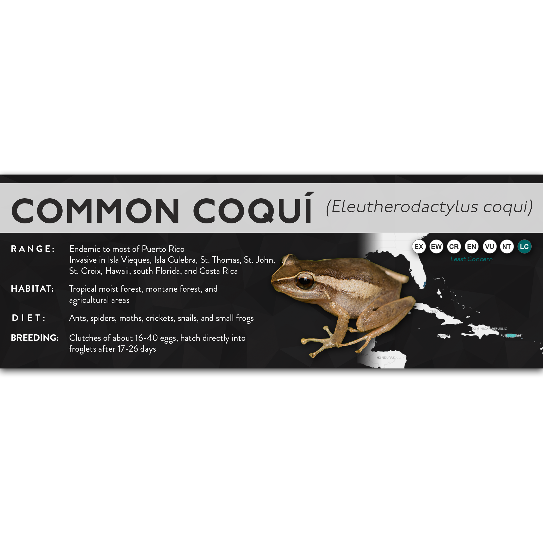Common Coquí (Eleutherodactylus coqui) - X Label – Cloud Forest Design