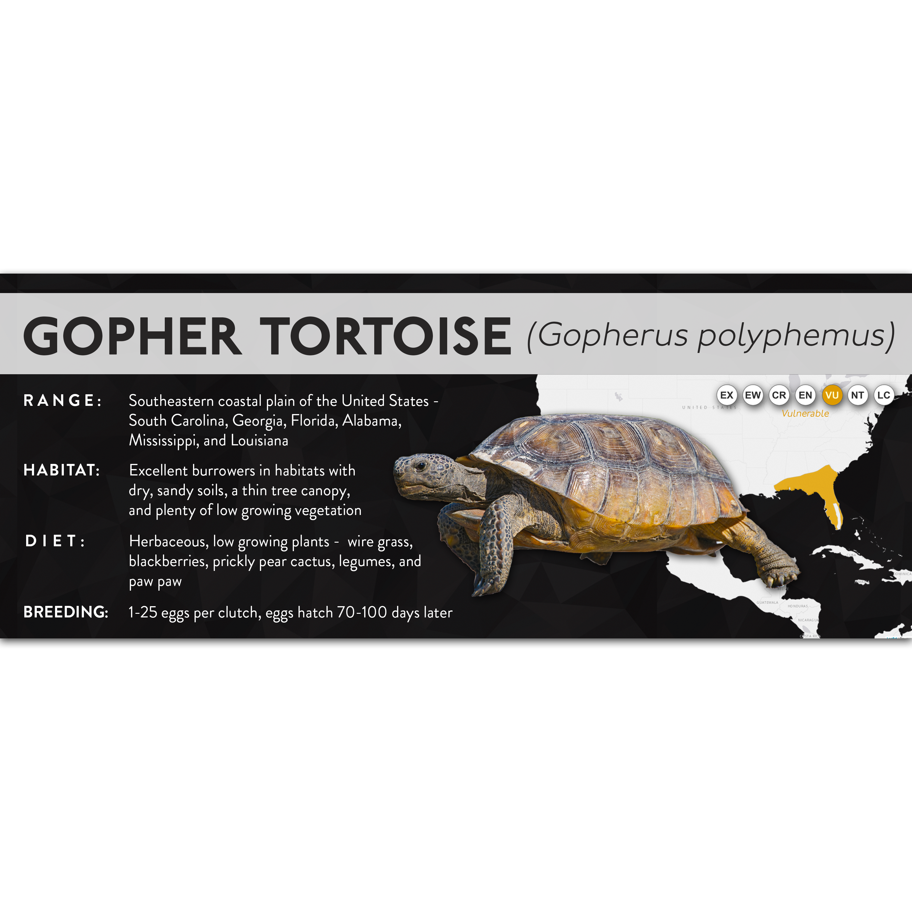 X Labels - Tortoises – Cloud Forest Design