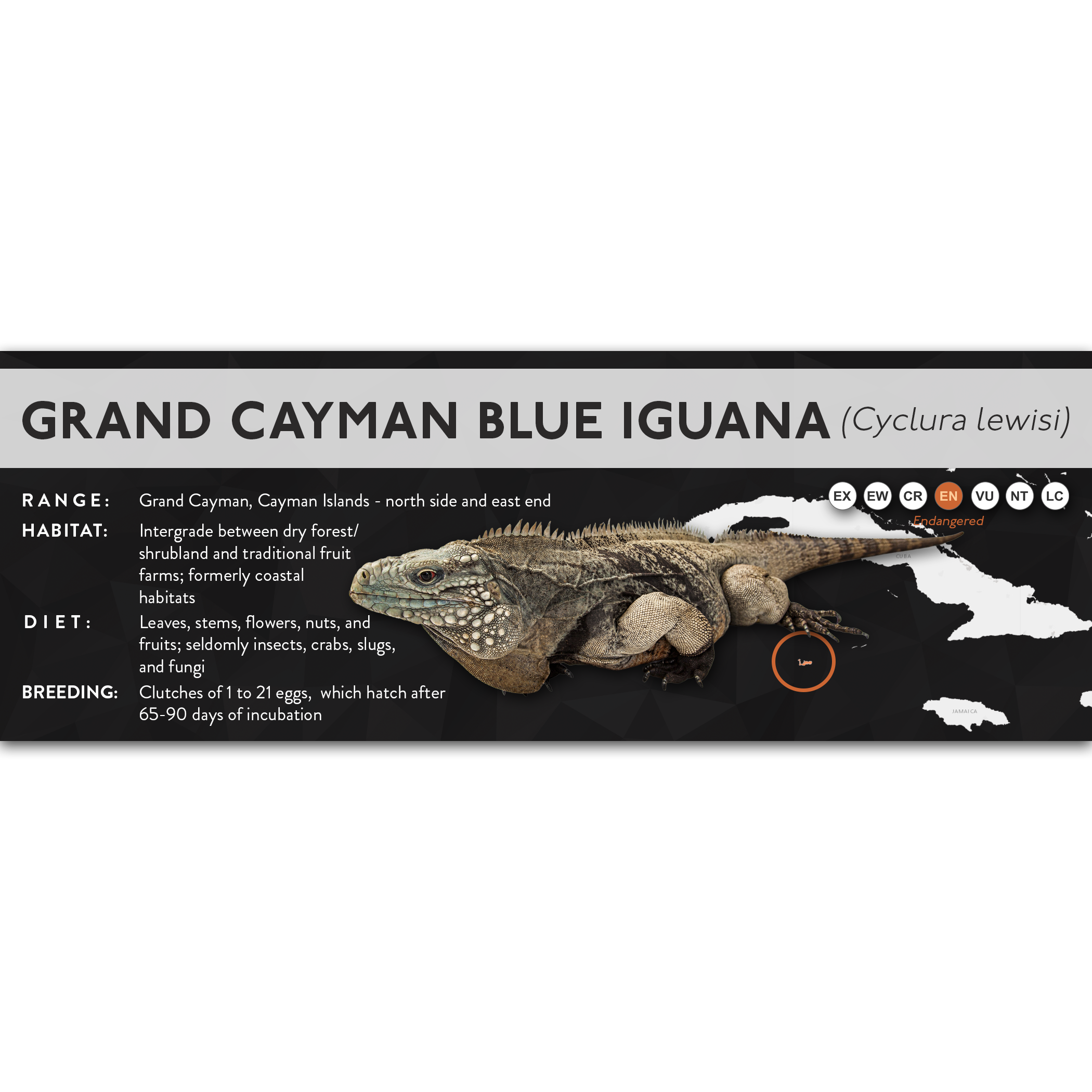 Grand Cayman Blue Iguana (Cyclura lewisi) - X Label – Cloud Forest Design
