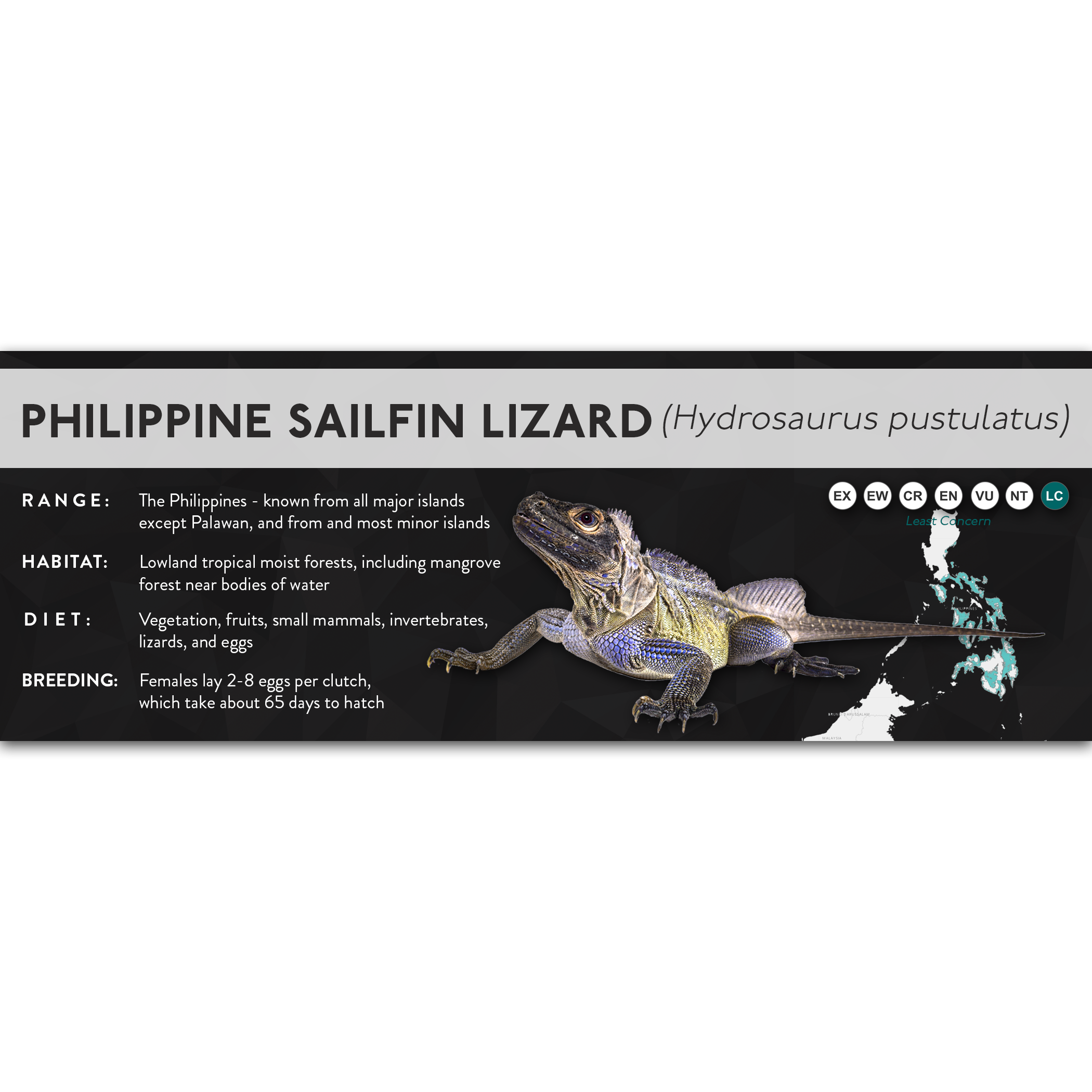 Philippine Sailfin Lizard (Hydrosaurus pustulatus) - X Label – Cloud ...