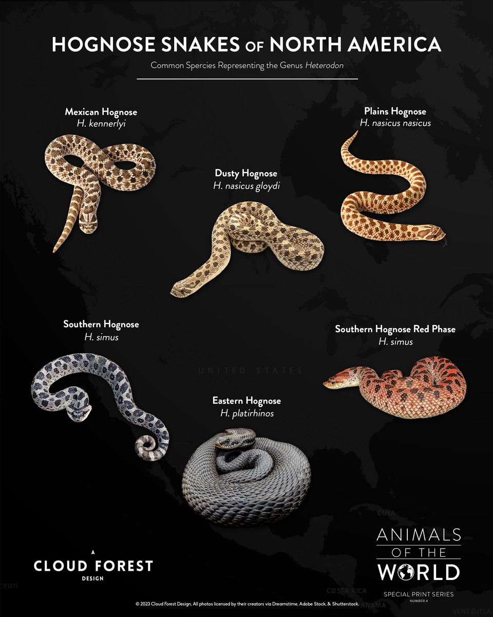 Hognose Snakes of North America - 8" x 10" Print - Animals of the Worl – Cloud Forest Design