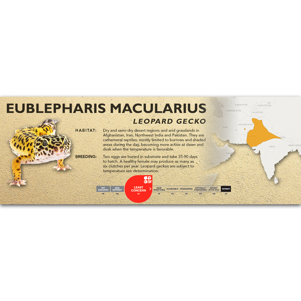 Leopard Gecko (Eublepharis macularius) Classic Vivarium Label – Cloud ...