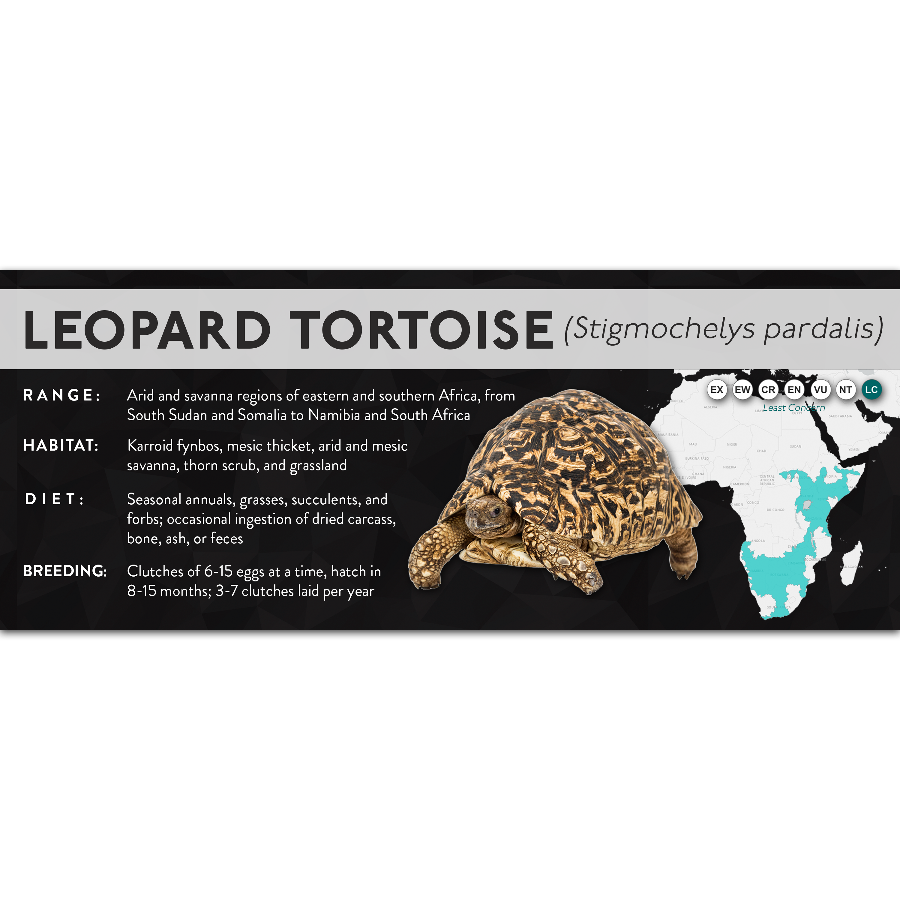 X Labels - Tortoises – Cloud Forest Design