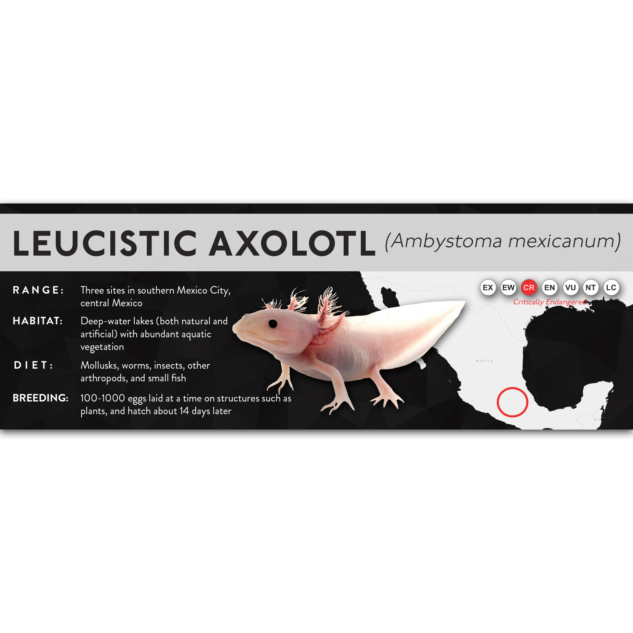 Axolotl (Ambystoma mexicanum) - X Label – Cloud Forest Design