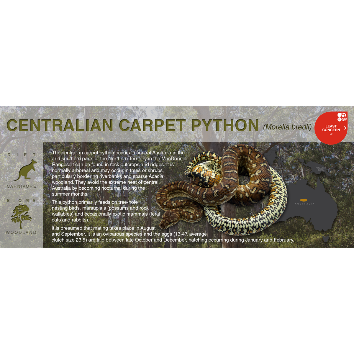 Centralian Carpet Python (Morelia bredli) - Black Series Vivarium Labe ...