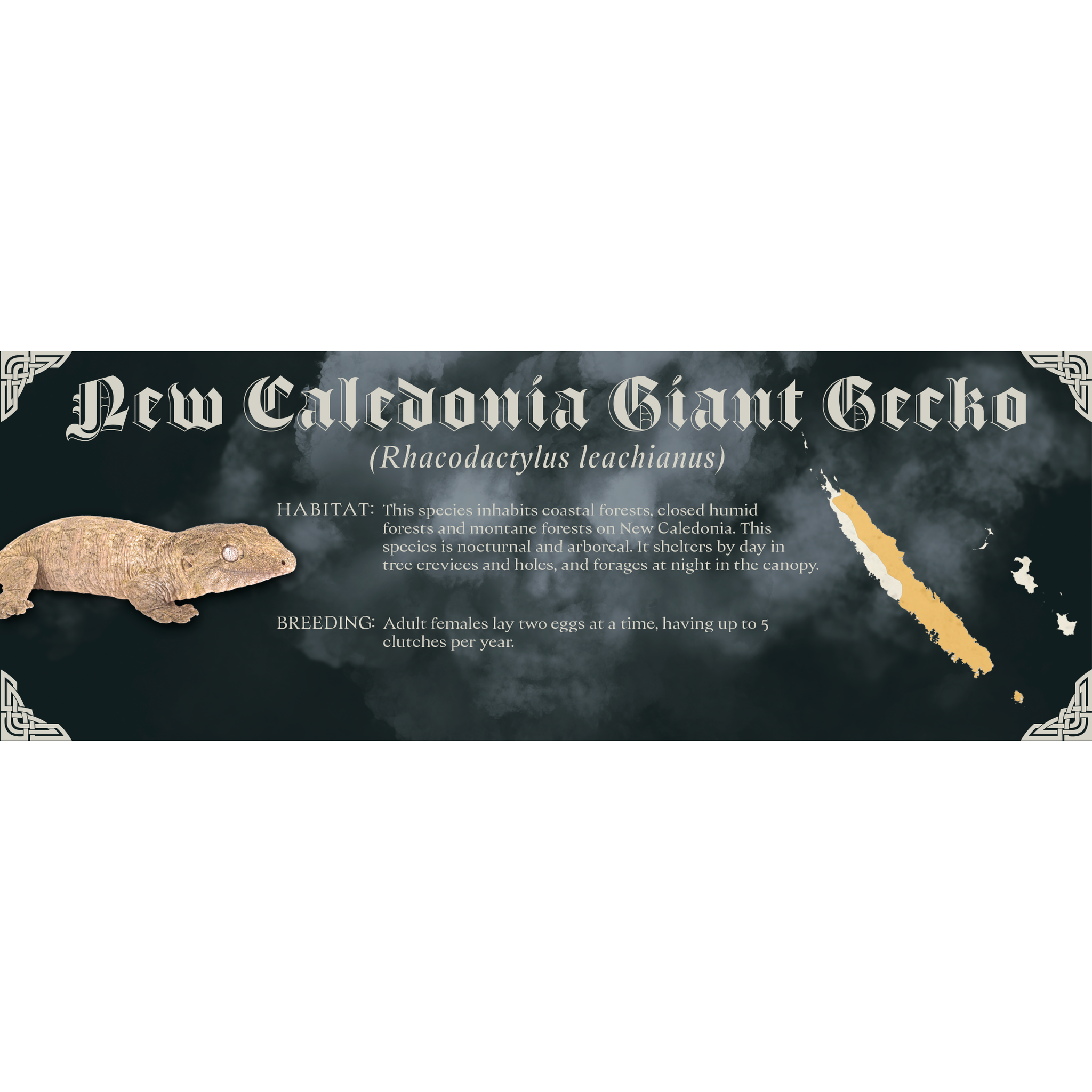 Vivarium Labels for Reptile, Amphibian, and Invertebrate Hobbyists ...