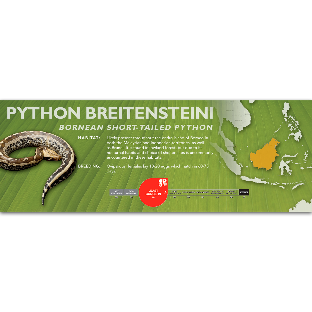 Pythons – Cloud Forest Design