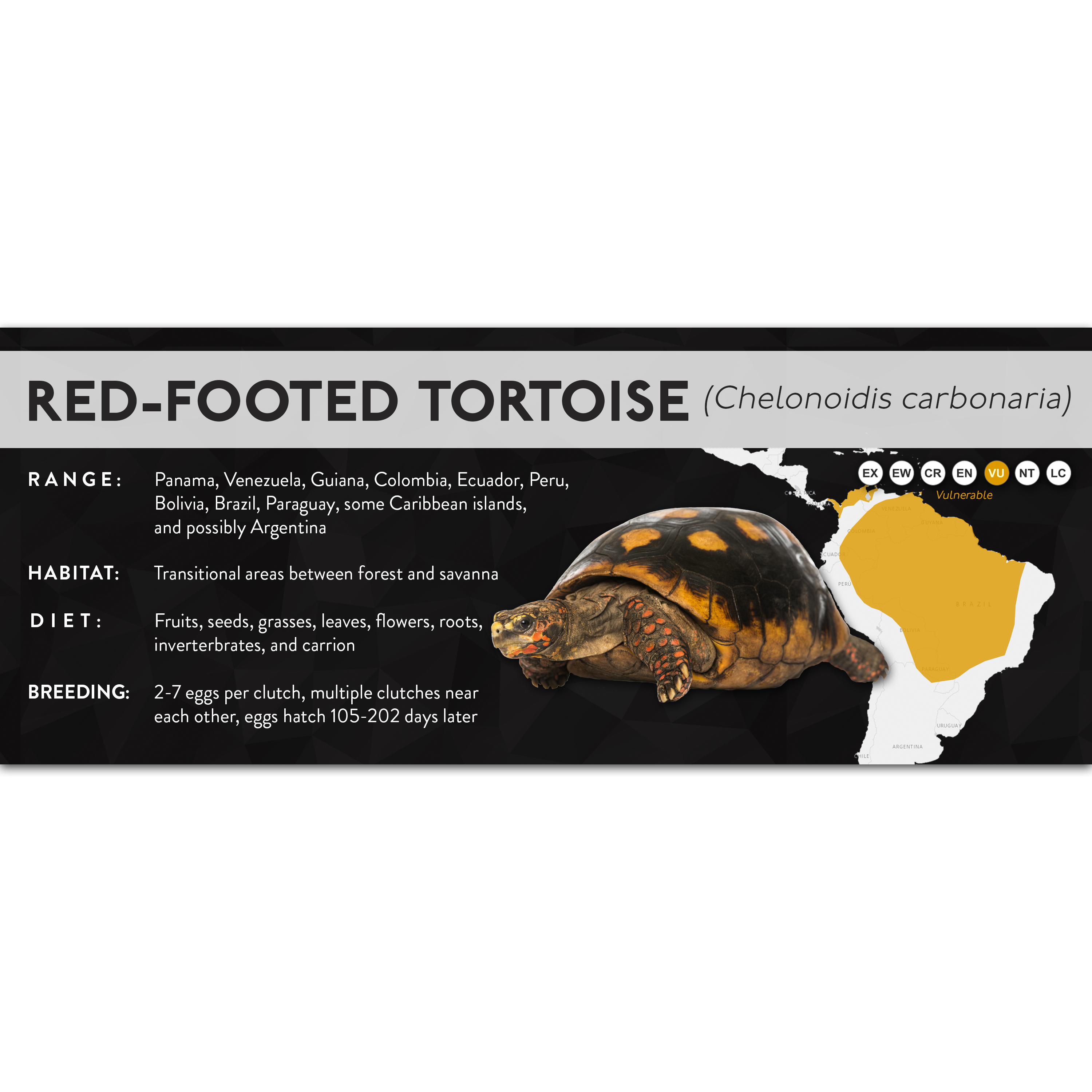X Labels - Tortoises – Cloud Forest Design