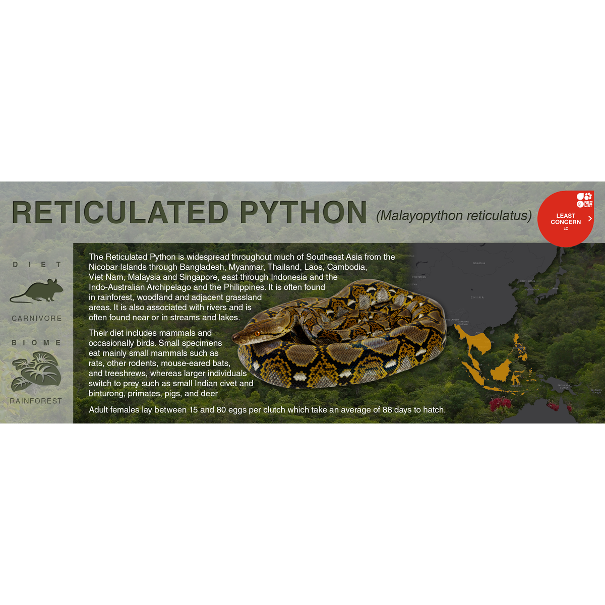 Reticulated Python (Malayopython reticulatus) - Black Series Vivarium ...