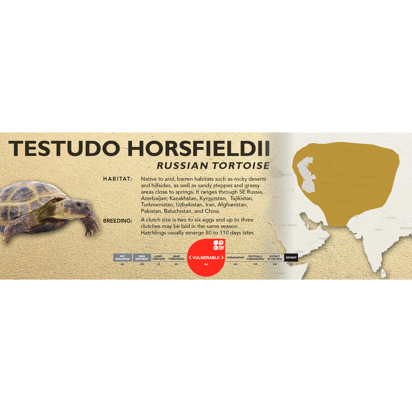 Russian Tortoise (Testudo horsfieldii) - Classic Vivarium Label – Cloud ...