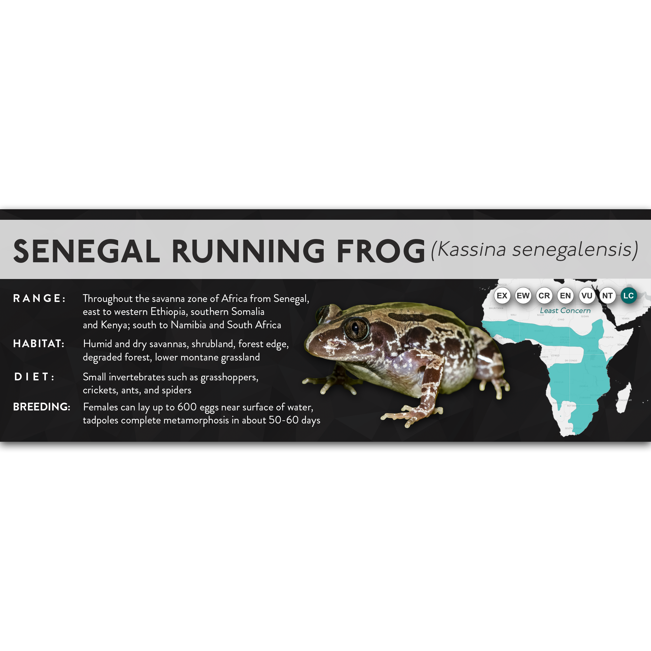 Senegal Running Frog (Kassina senegalensis) - X Label – Cloud Forest Design