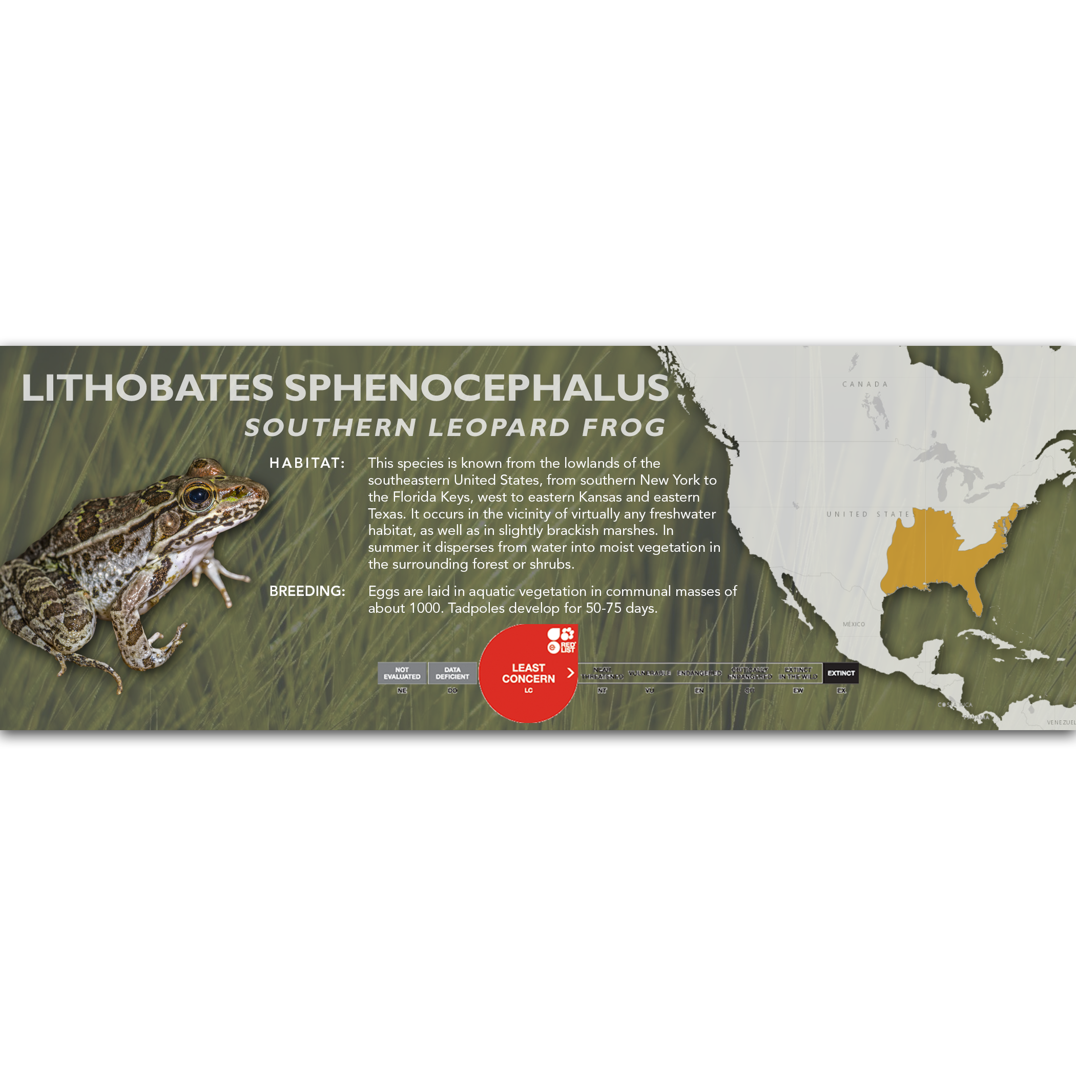Southern Leopard Frog (Lithobates sphenocephalus) - Classic Vivarium L ...