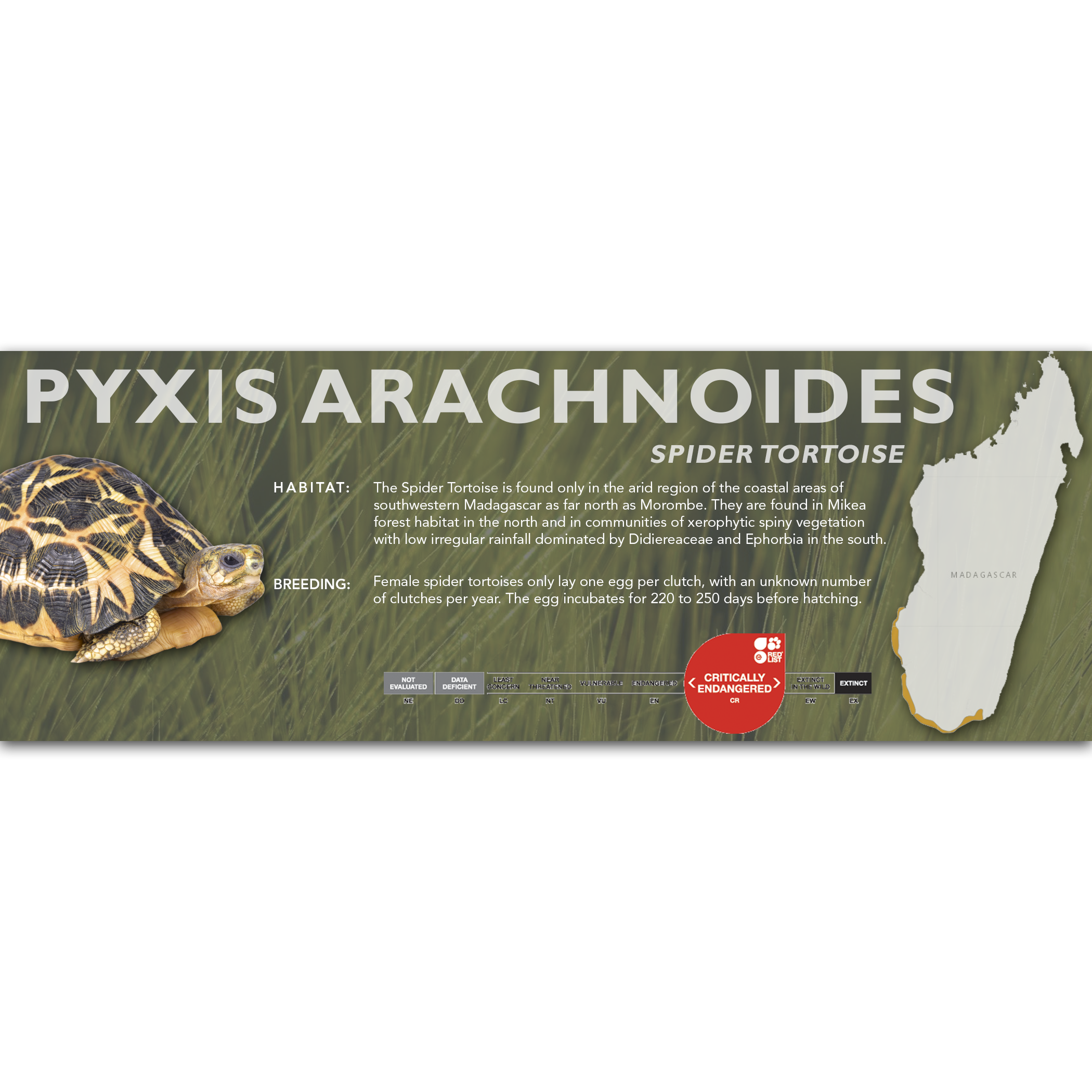 Spider Tortoise (Pyxis arachnoides) - Classic Vivarium Label – Cloud ...