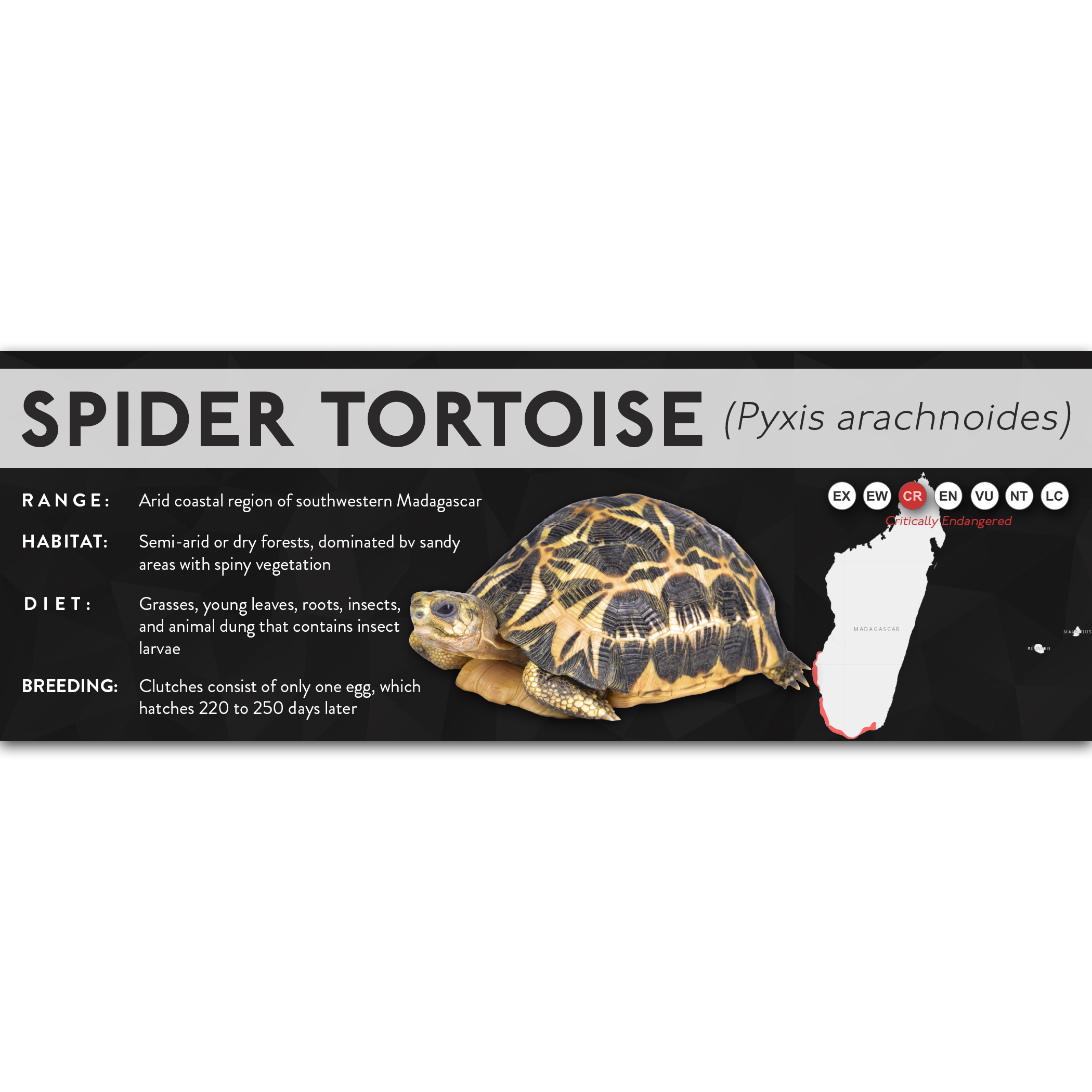 Spider Tortoise (Pyxis arachnoides) - X Label – Cloud Forest Design