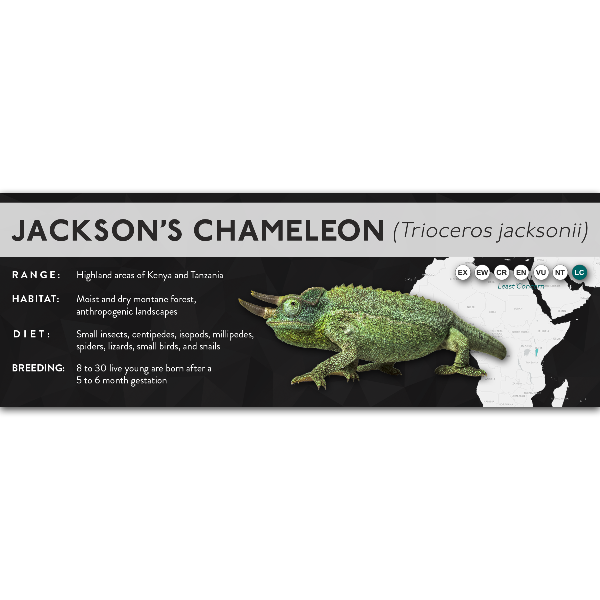 Jackson's Chameleon (Trioceros jacksonii) - X Label – Cloud Forest Design