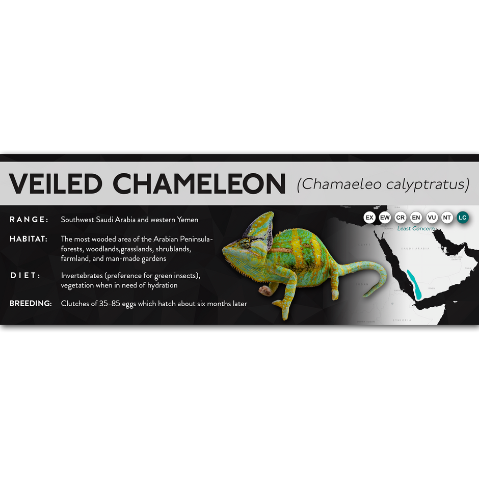 X Labels - Chameleons – Cloud Forest Design