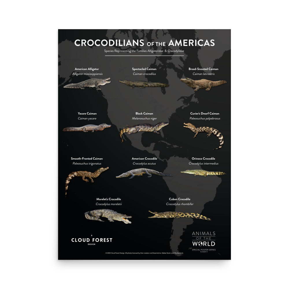 Crocodilians of the Americas - 18" x 24" Poster - Animals of the World ...