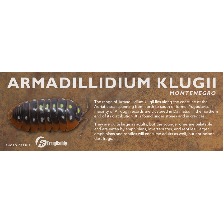 Isopods – Cloud Forest Design
