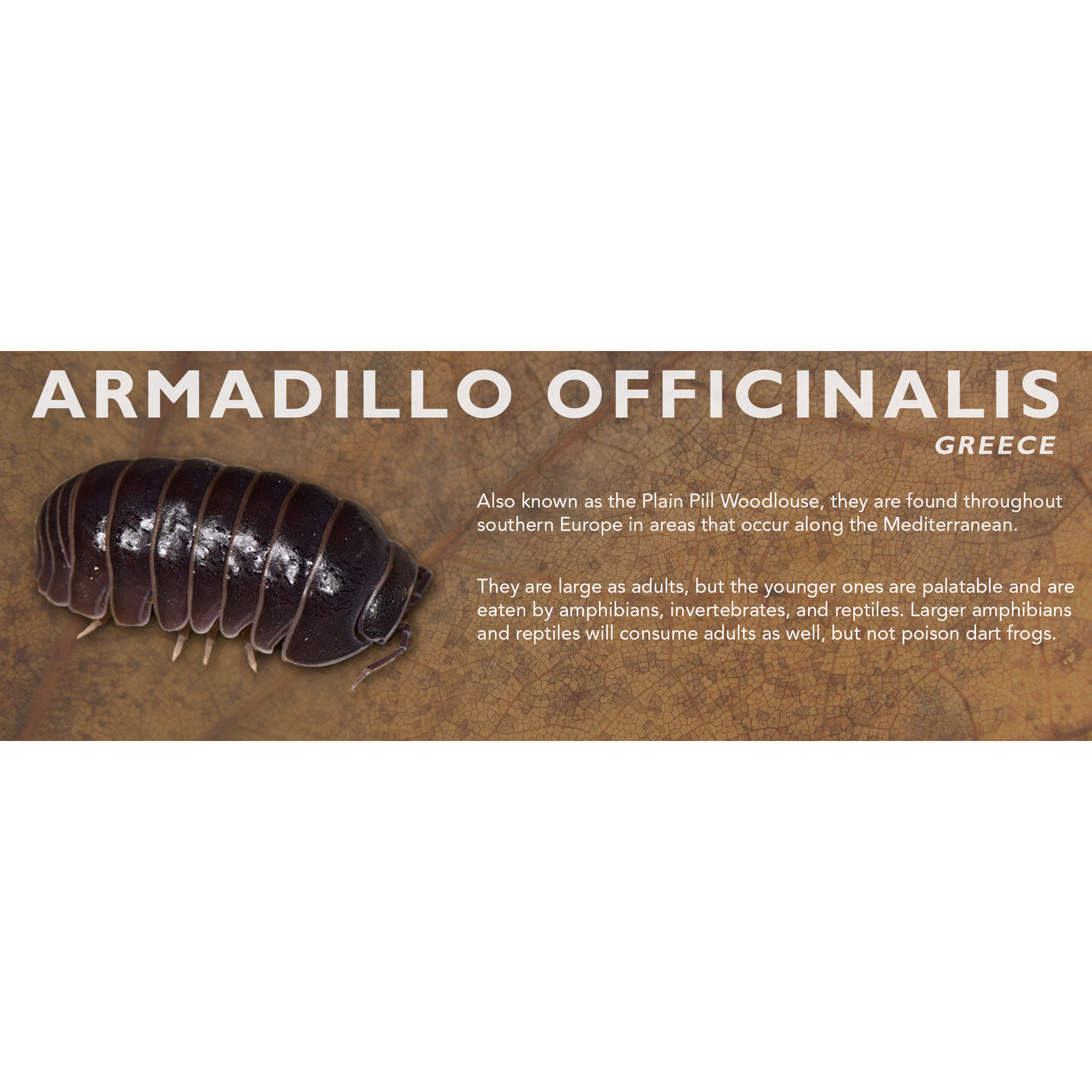 Armadillo officinalis - Isopod Label – Cloud Forest Design