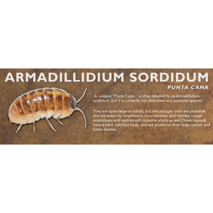 Isopods – Cloud Forest Design