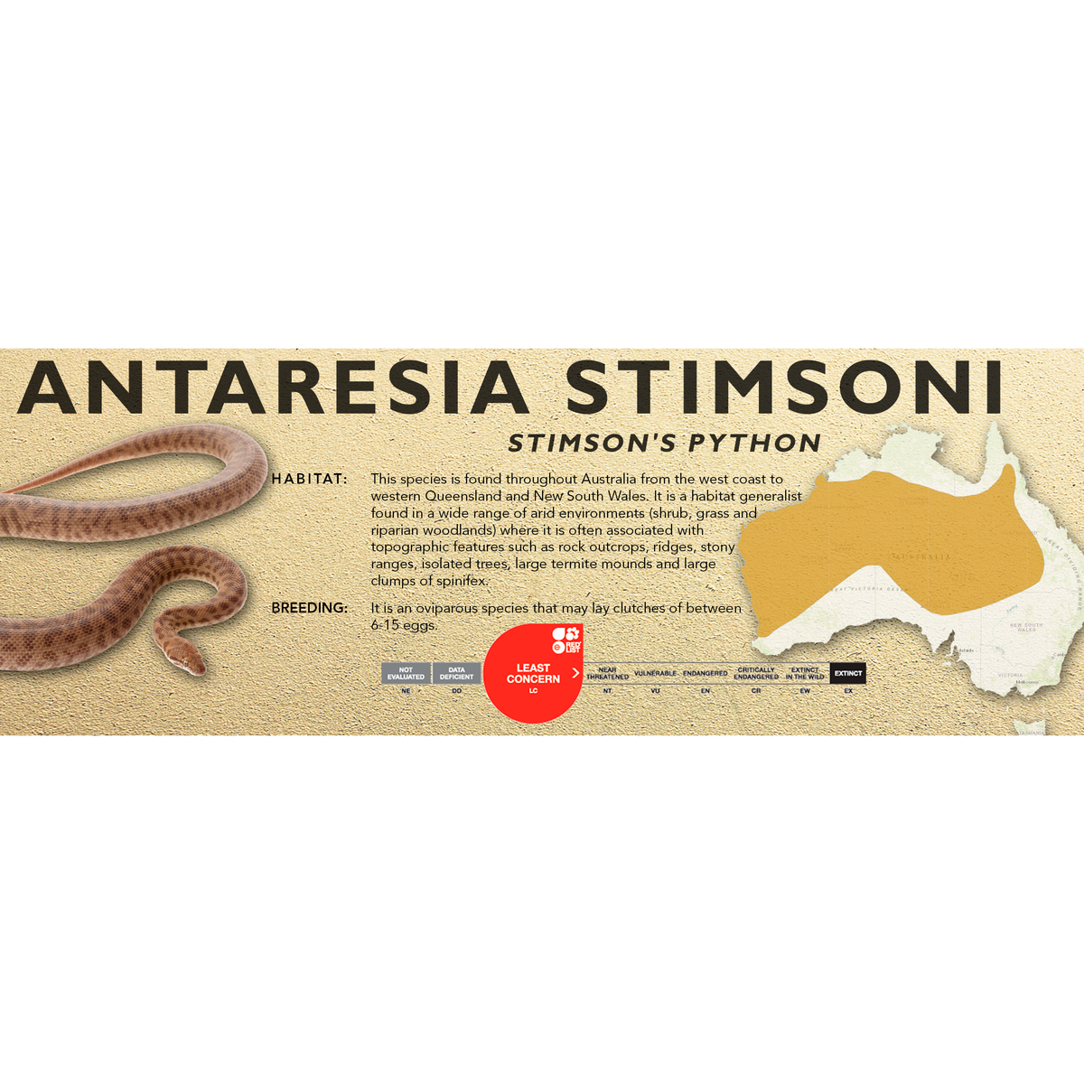 Stimson's Python (Antaresia stimsoni) Standard Vivarium Label – Cloud ...
