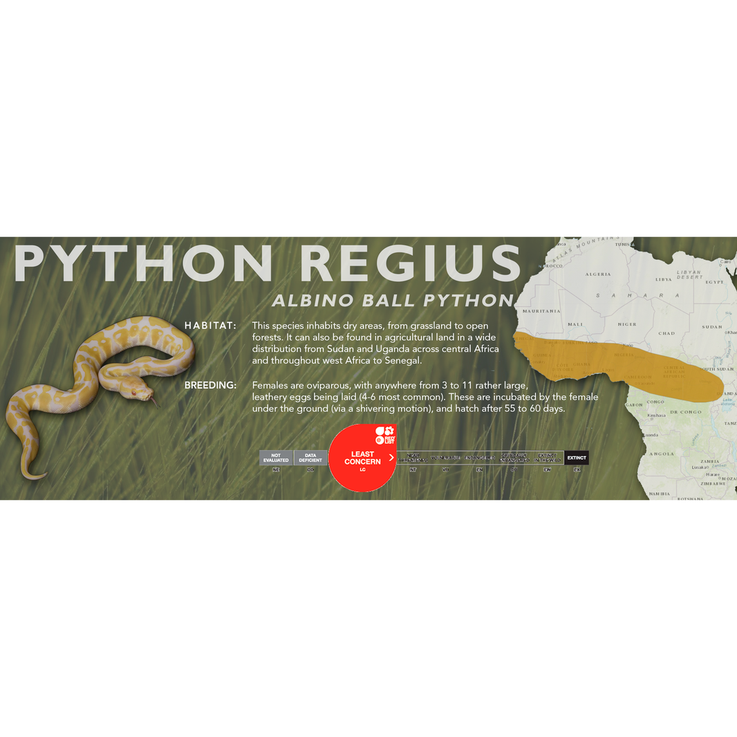 Pythons – Cloud Forest Design