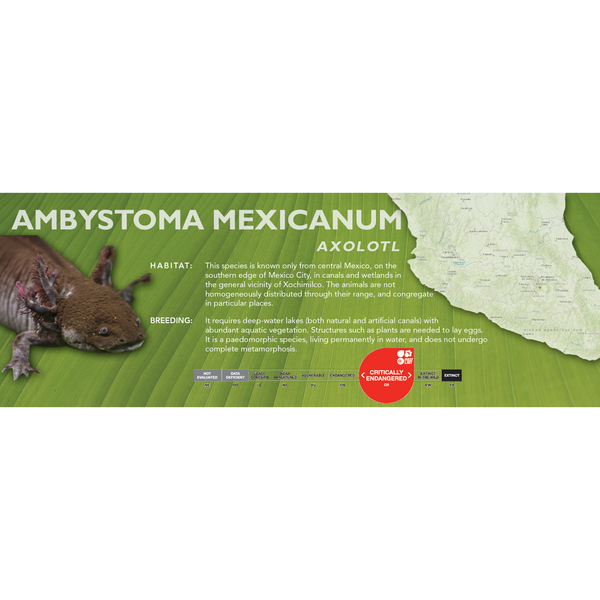 Axolotl (Ambystoma mexicanum) - Classic Vivarium Label – Cloud Forest ...
