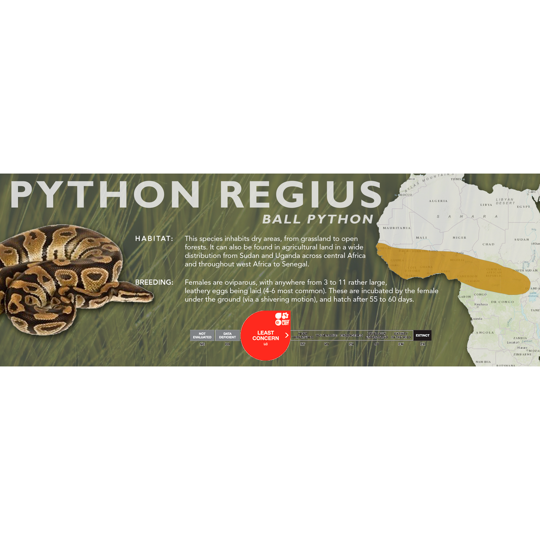 Pythons – Cloud Forest Design