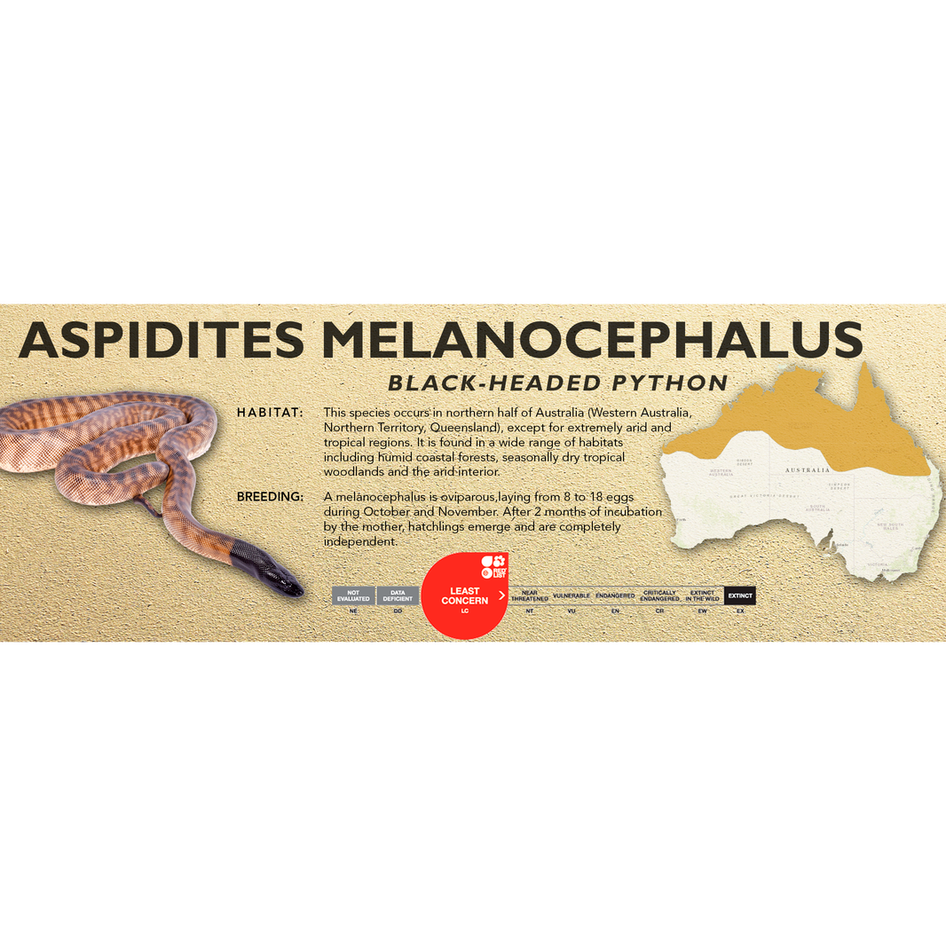 Pythons – Cloud Forest Design