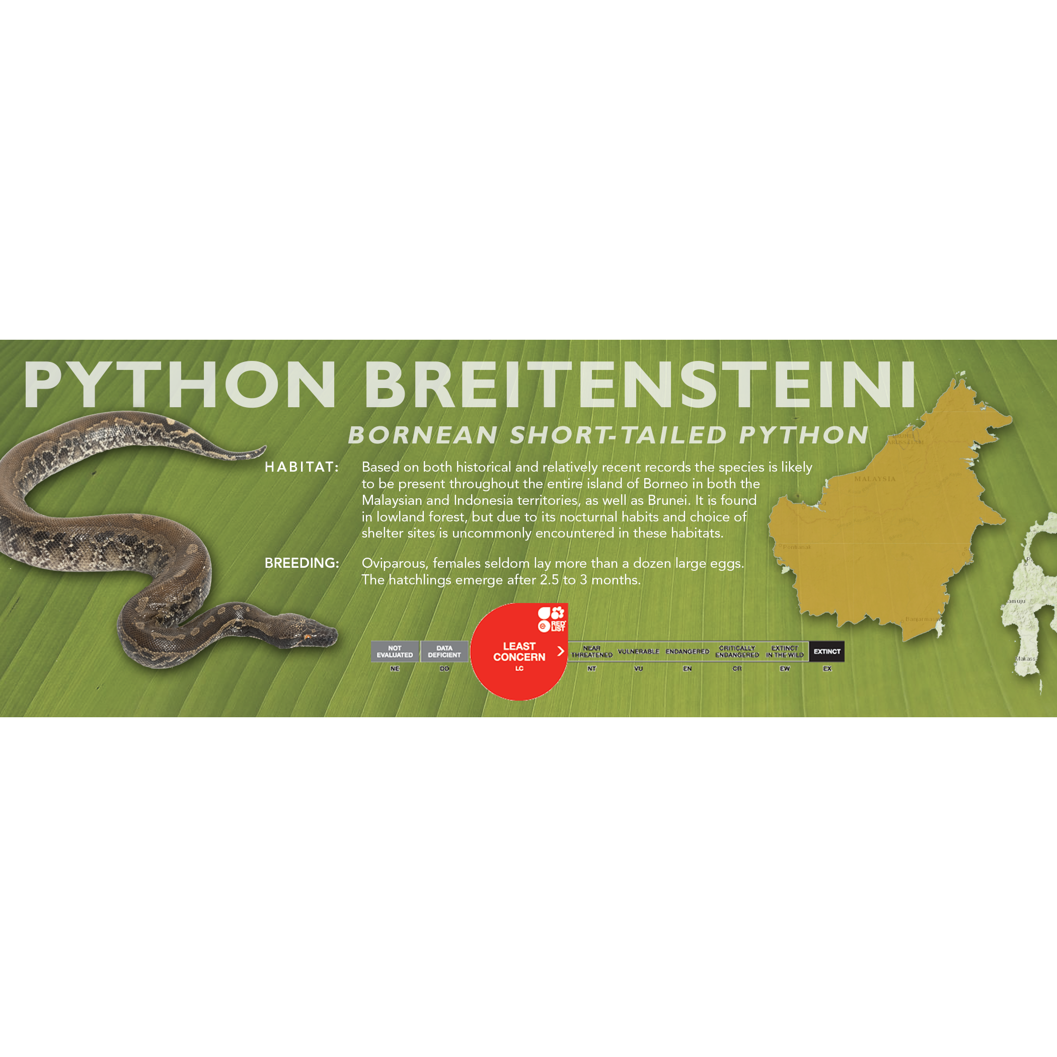 Pythons – Cloud Forest Design