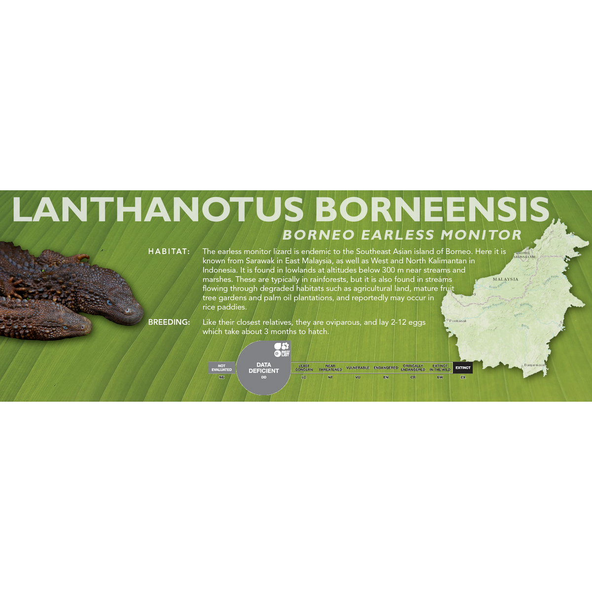 Borneo Earless Monitor (Lanthanotus borneensis) Standard Vivarium Labe ...