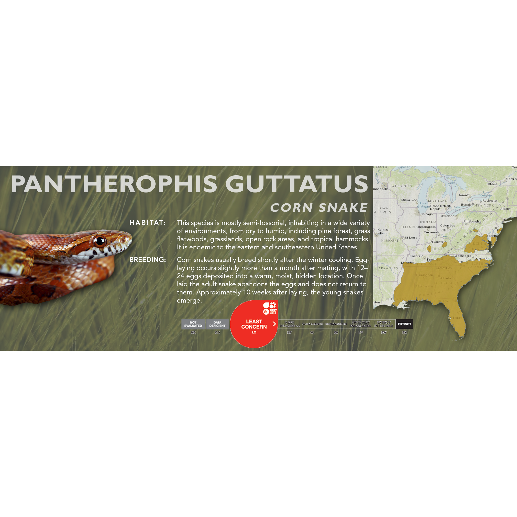 Corn Snake Size Chart
