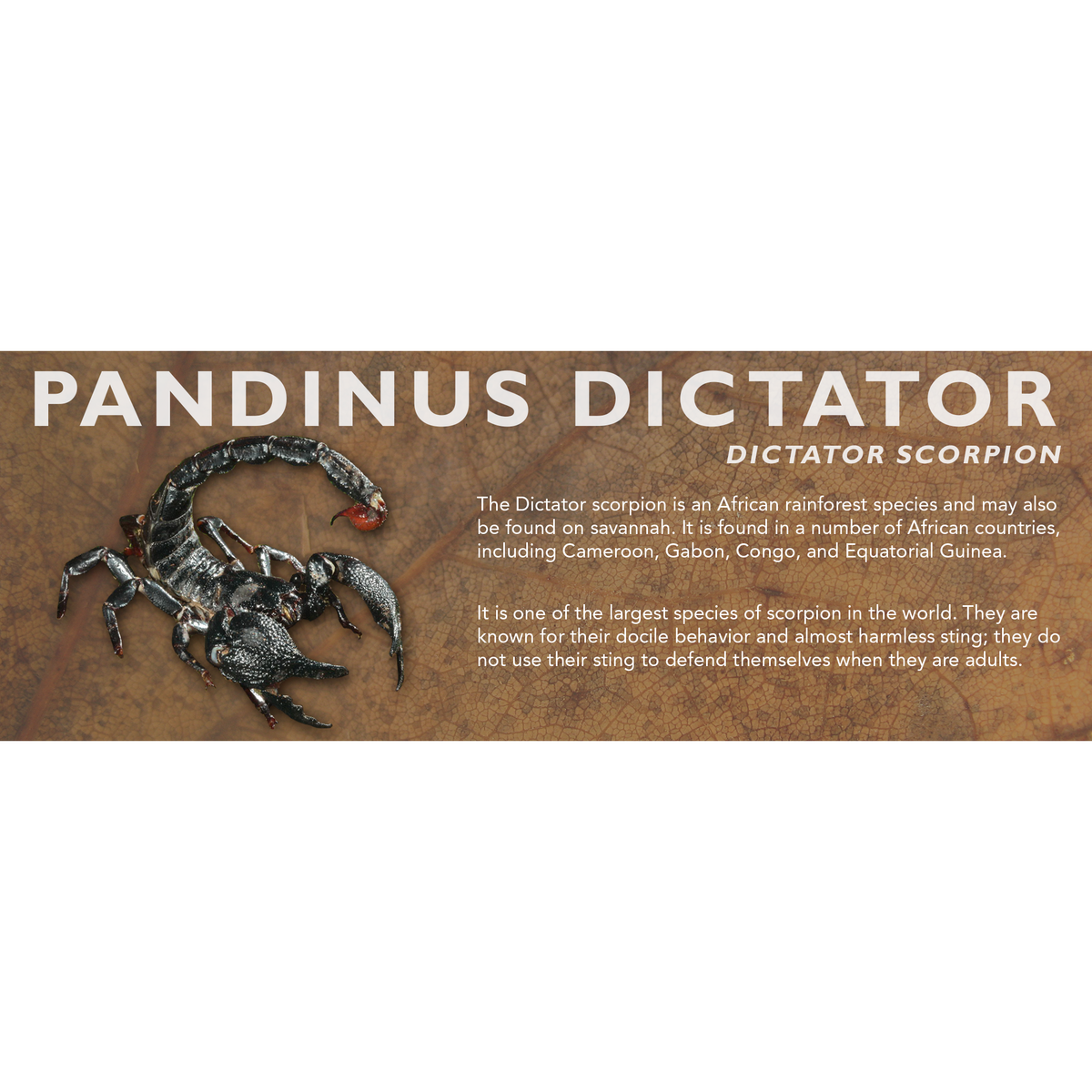 Pandinus dictator - Dictator Scorpion Label – Cloud Forest Design