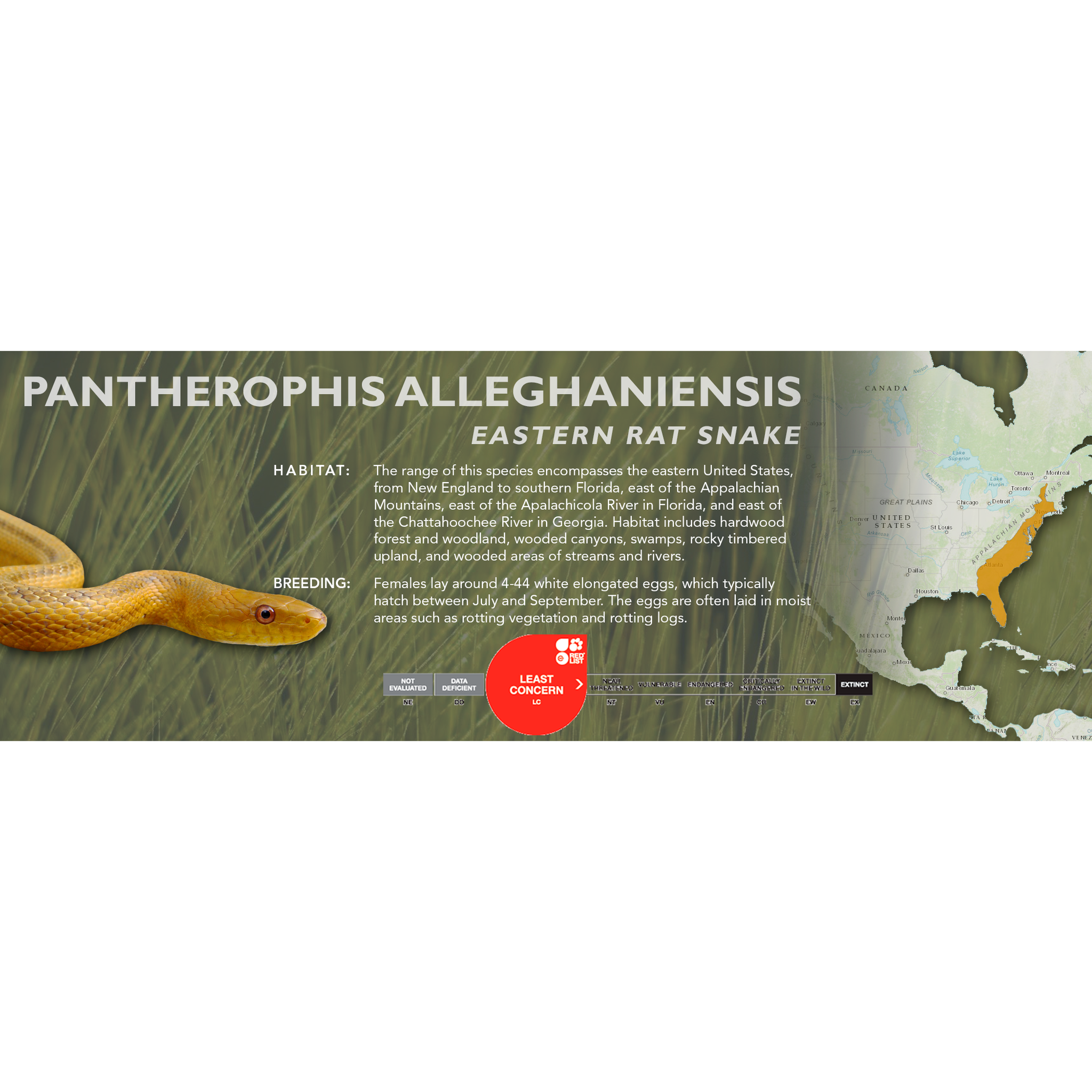Eastern Rat Snake (Pantherophis alleghaniensis) Classic Vivarium Label ...
