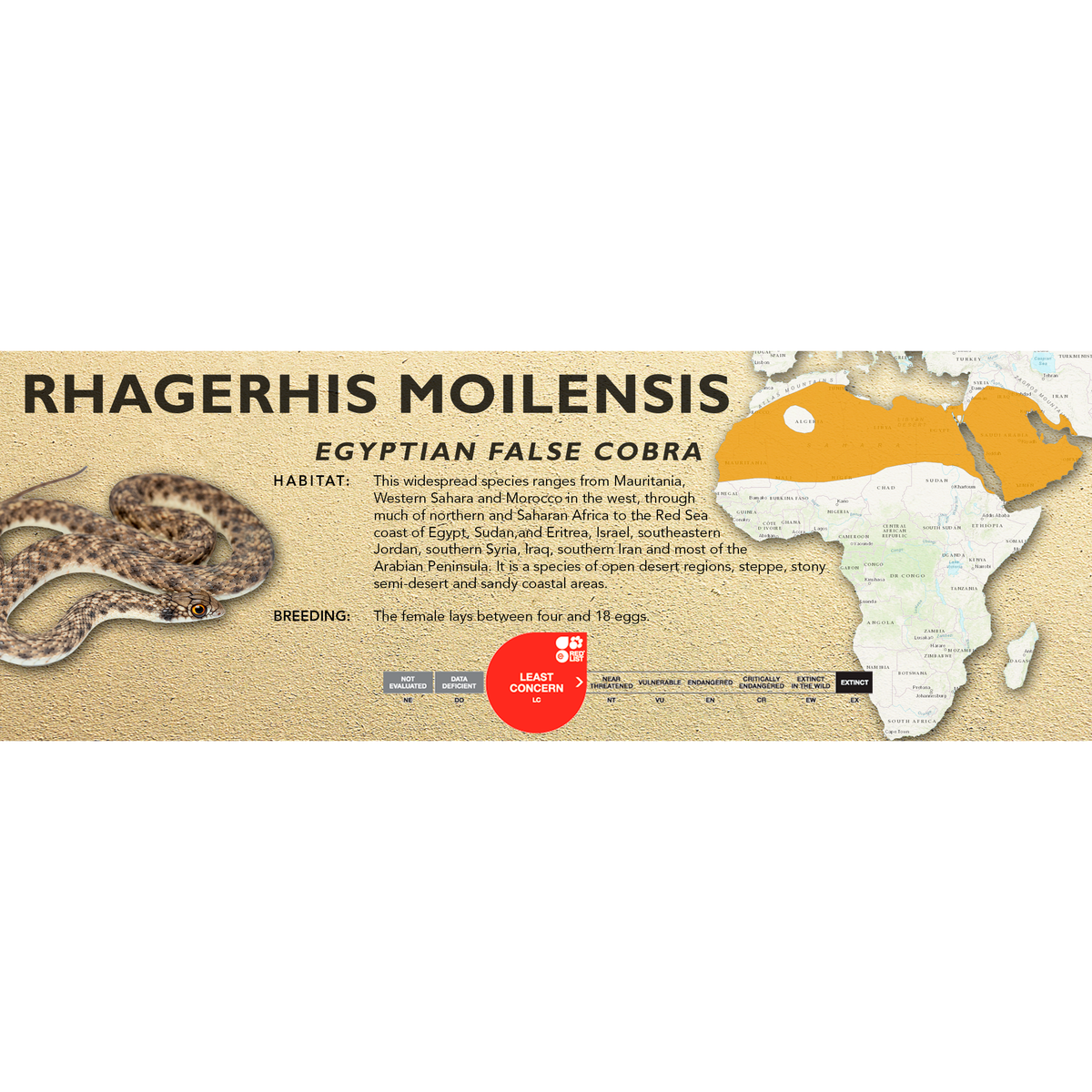 Egyptian False Cobra (Rhagerhis moilensis) Standard Vivarium Label ...