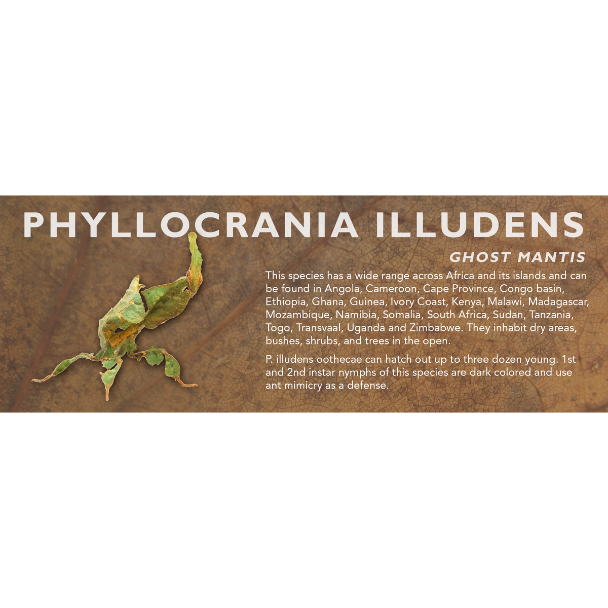 Phyllocrania illudens (Ghost Mantis) - Mantis Label – Cloud Forest Design